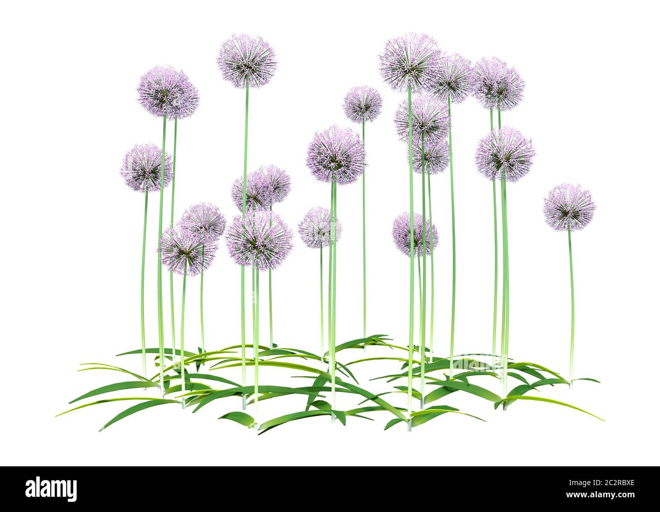3D rendering of allium flowers on white background Stock Photo - Alamy
