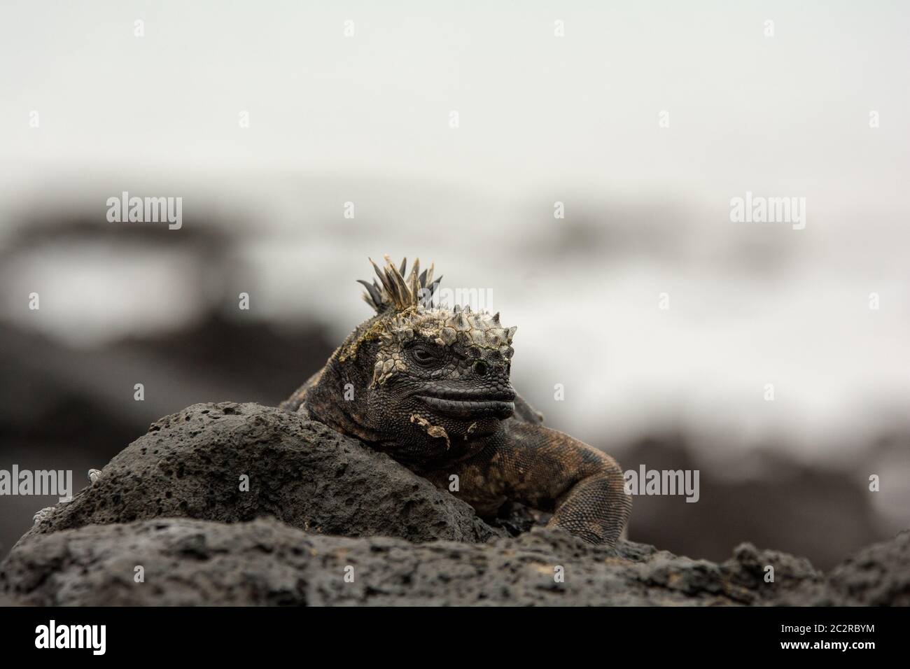 Portrait face marine iguana hi-res stock photography and images - Alamy