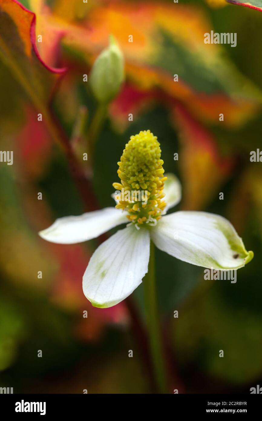 Houttuynia cordata blossom close up flower Stock Photo - Alamy