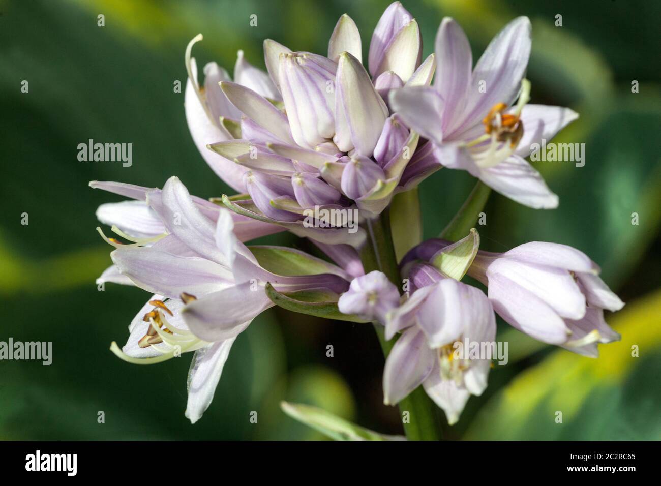 Opening flower bud hi-res stock photography and images - Alamy