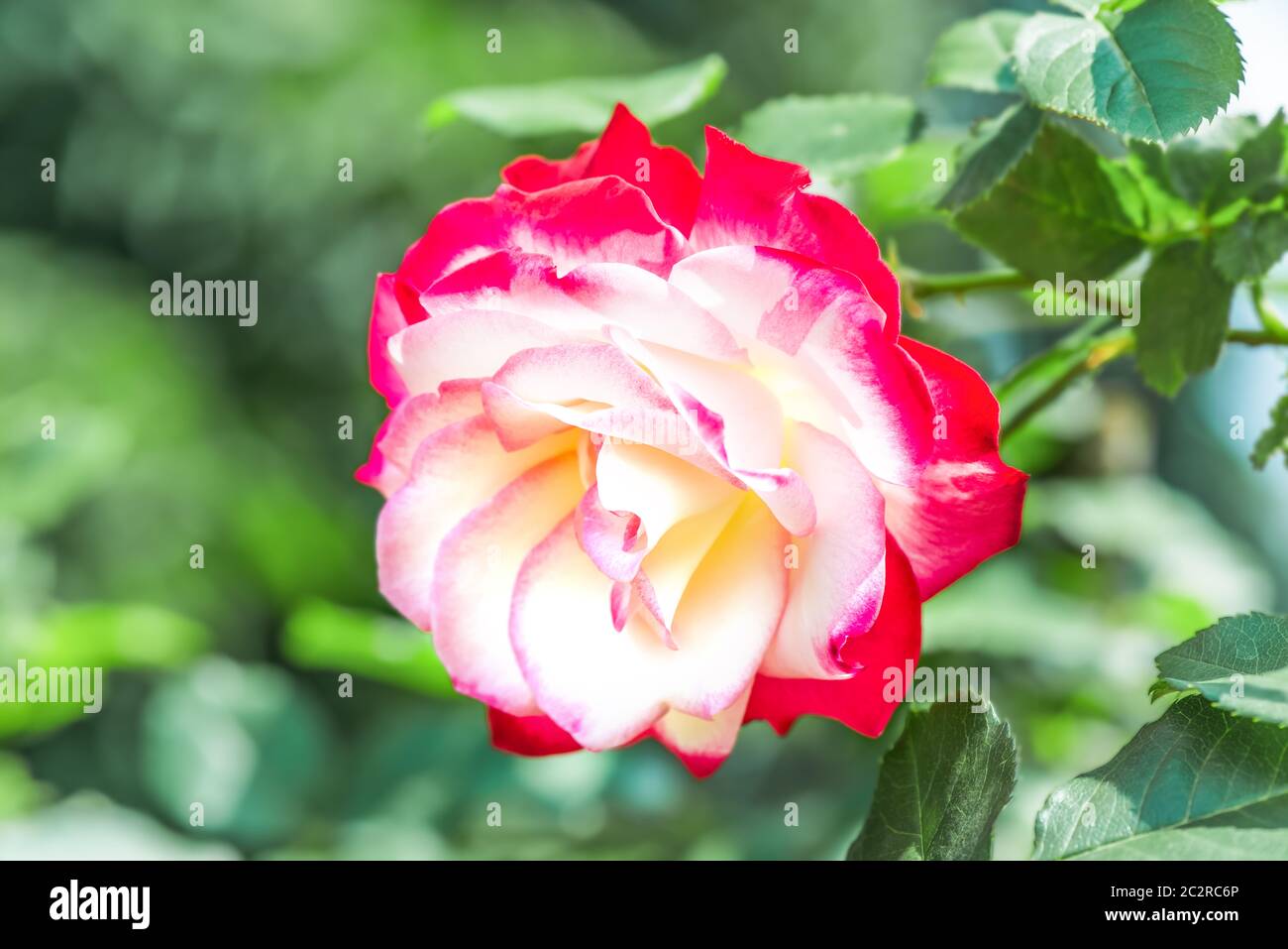 Hybrid Tea Rose "Double Delight" - the queen among two-tone roses. The ...