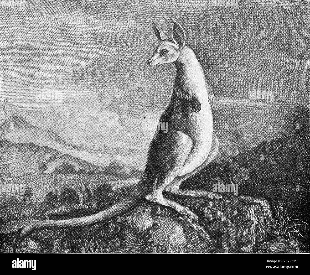 Kangaroo from the drawing of Captain Cook who discovered it, vintage ...