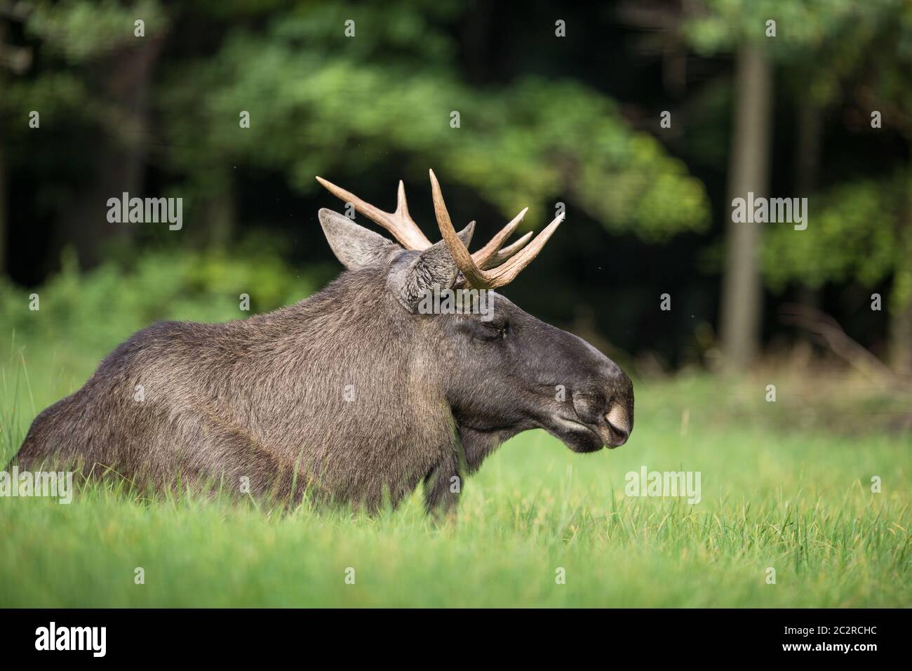 European Moose, Alces alces, also known as the elk Stock Photo - Alamy