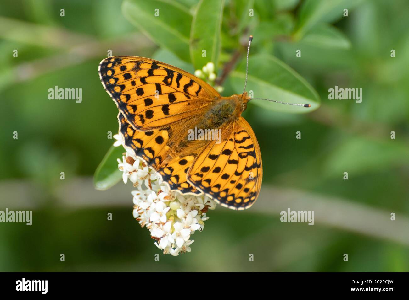 Dark green fritillary butterfly (Speyeria aglaja), UK Stock Photo - Alamy