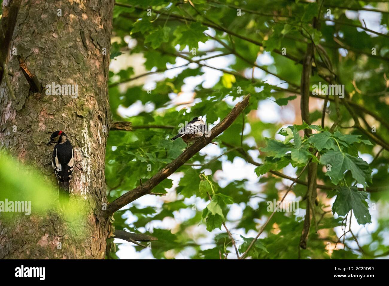 Pair of woodpeckers on the tree, bird mating season. Spring in the ...