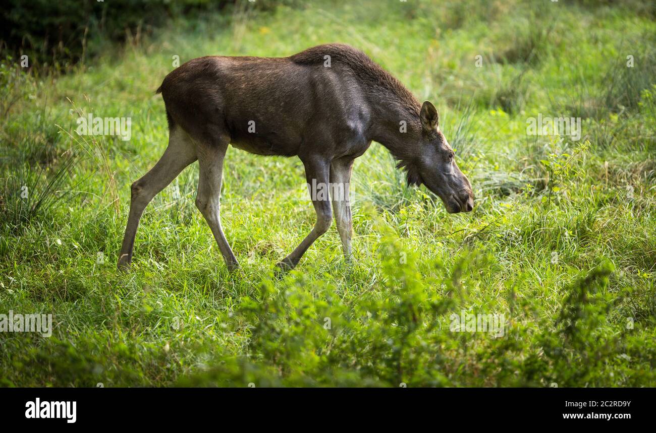European Moose, Alces alces, also known as the elk Stock Photo - Alamy