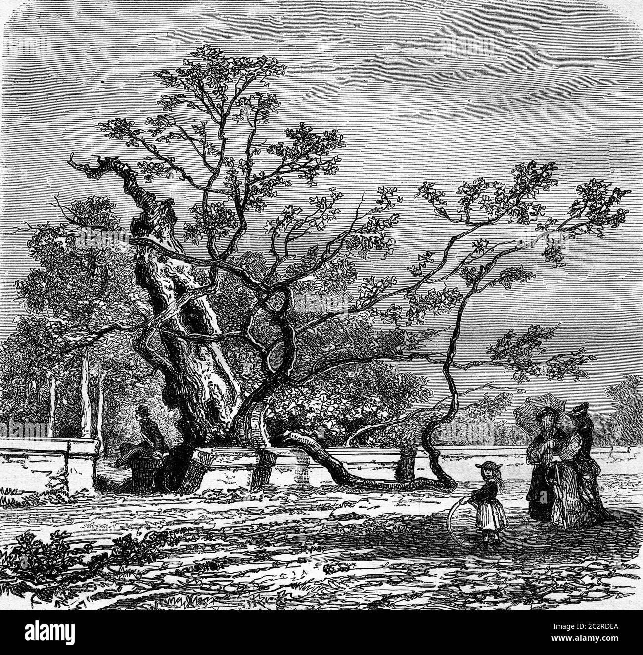 The Judea tree in the Garden of Plants Montepellier, vintage engraved ...