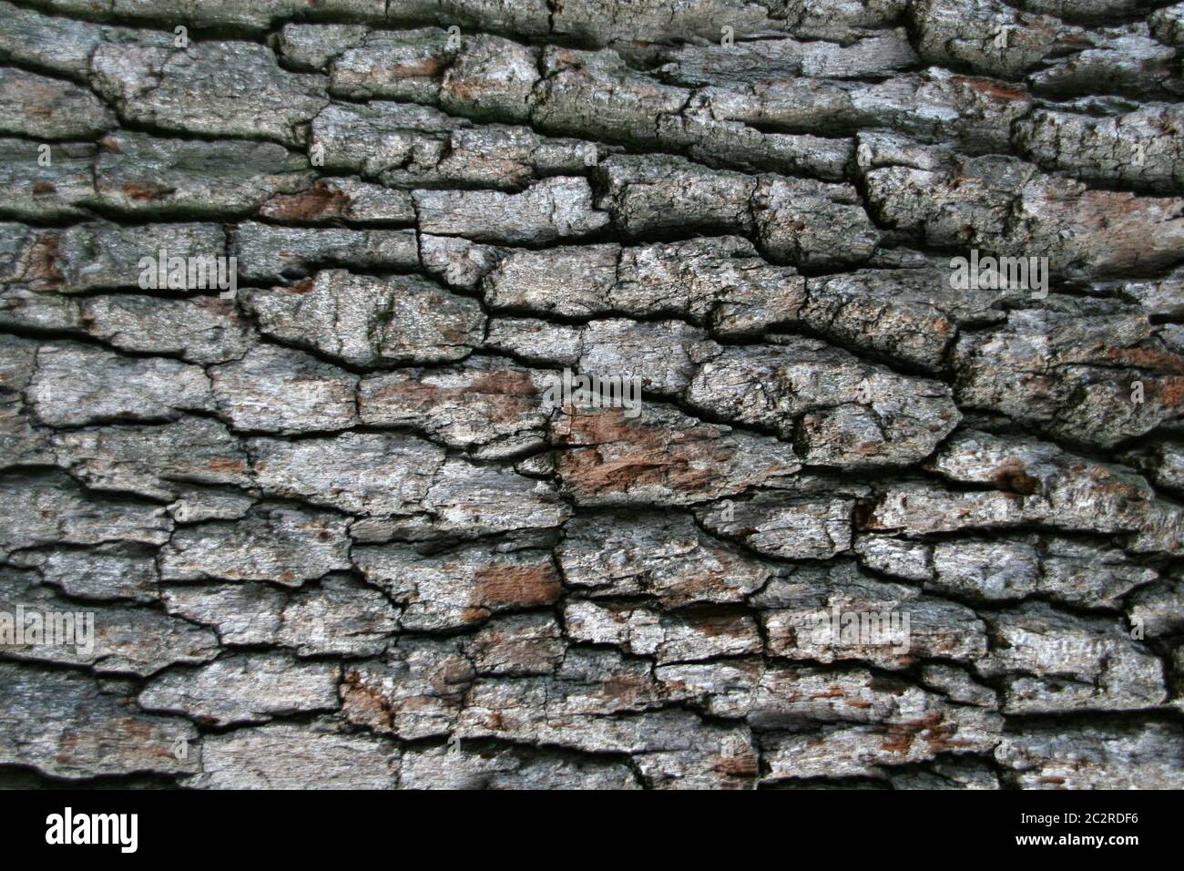 Dark hardwood cortex. Use for texture Stock Photo - Alamy