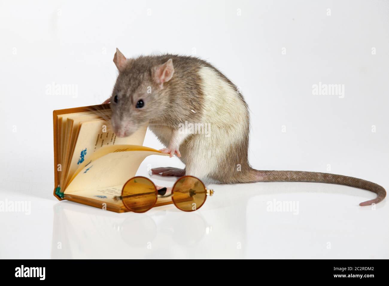 Reading rat hi-res stock photography and images - Alamy