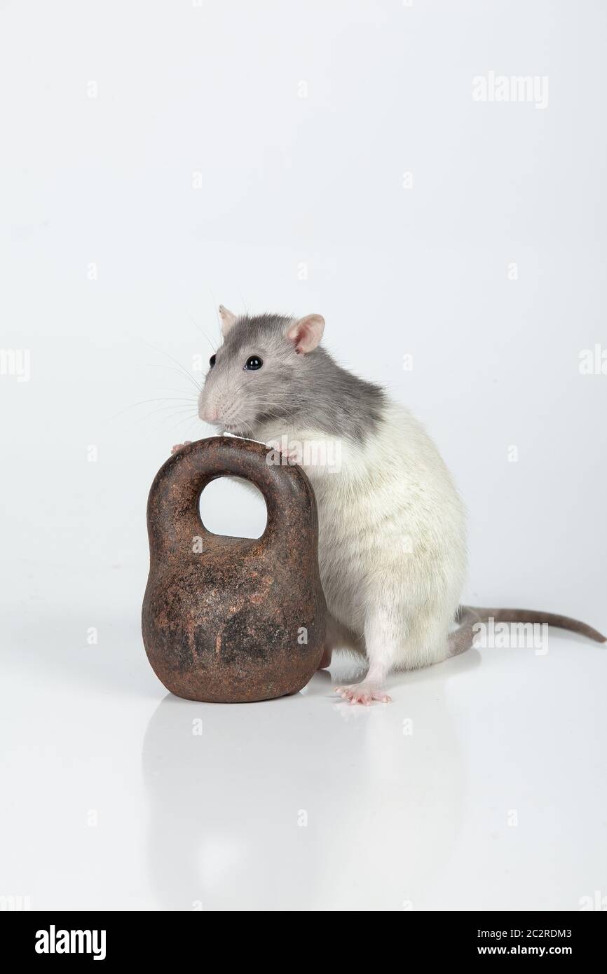 Rat And Weight Stock Photo - Alamy