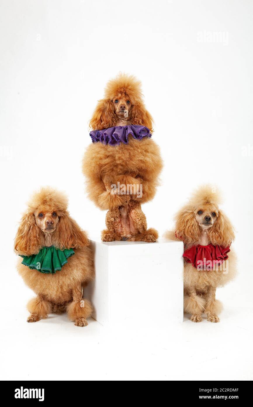 Three poodles hi-res stock photography and images - Alamy