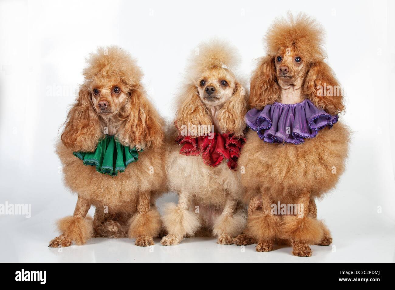 Three poodles hi-res stock photography and images - Alamy
