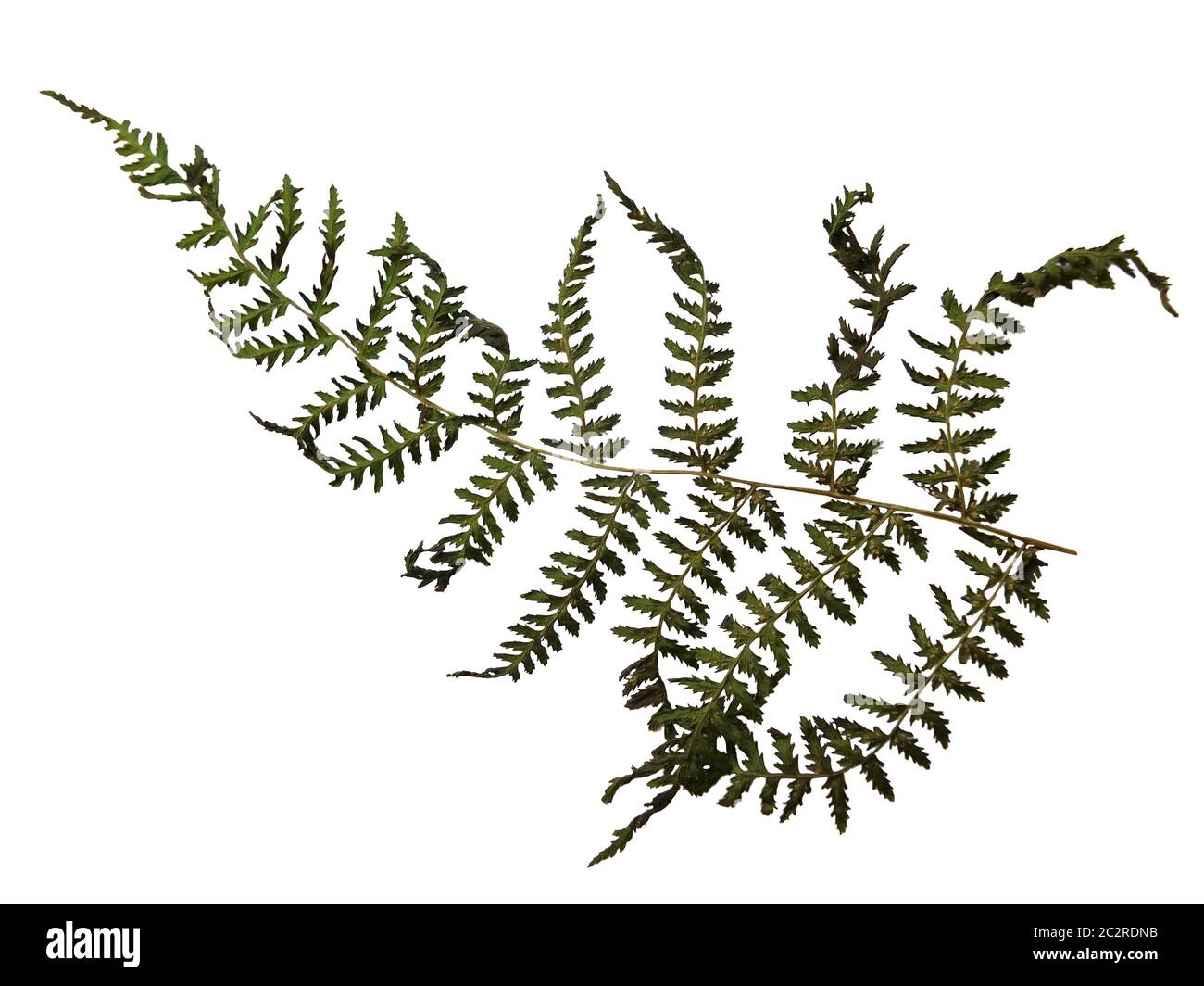 Intricate green floral shapes Cut Out Stock Images & Pictures - Alamy