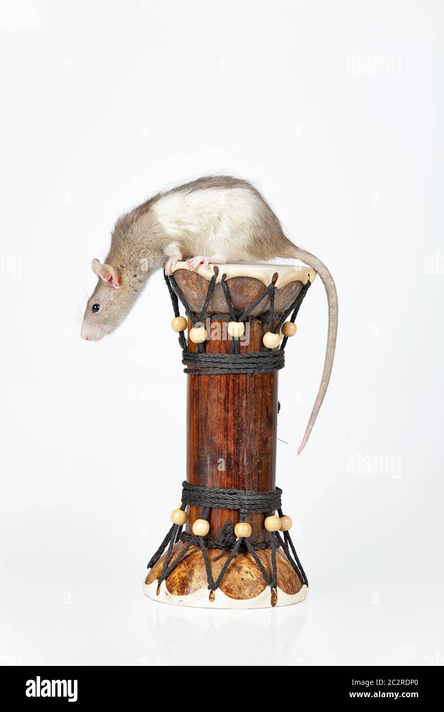 Ear drum head hi-res stock photography and images - Alamy