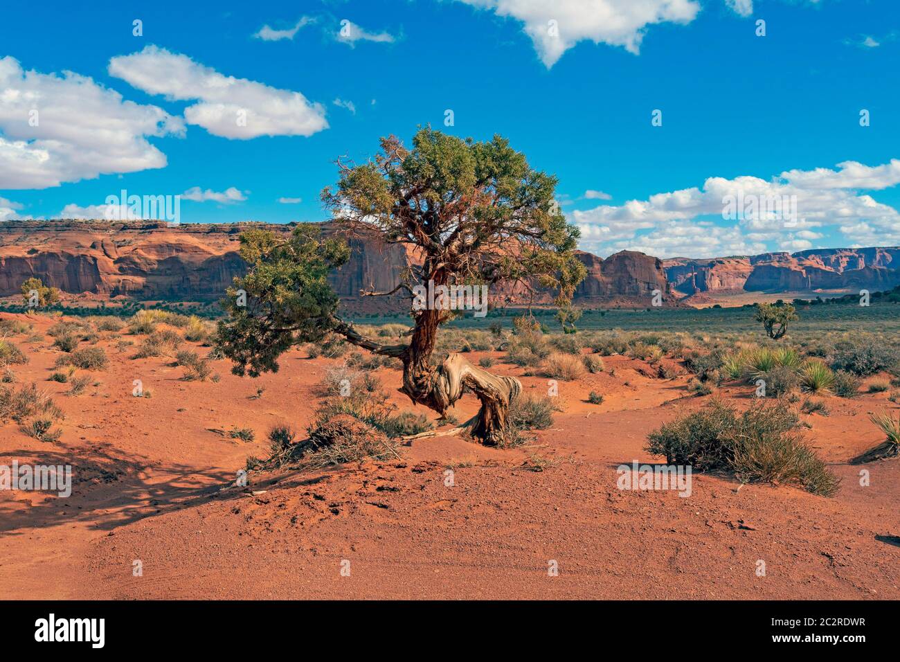 Pinus Edulis High Resolution Stock Photography and Images - Alamy