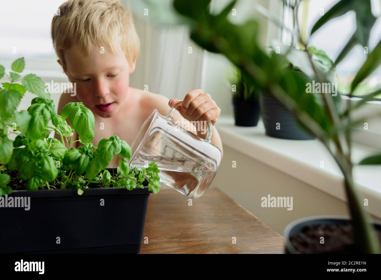 Child taking care of plants at inner garden. Gardening at home Stock ...