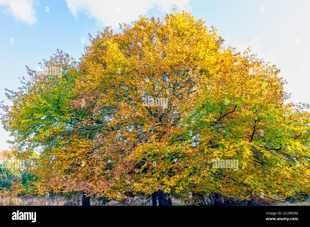 Autumn in British park - Osterley, Isleworth, London, United Kingdom ...