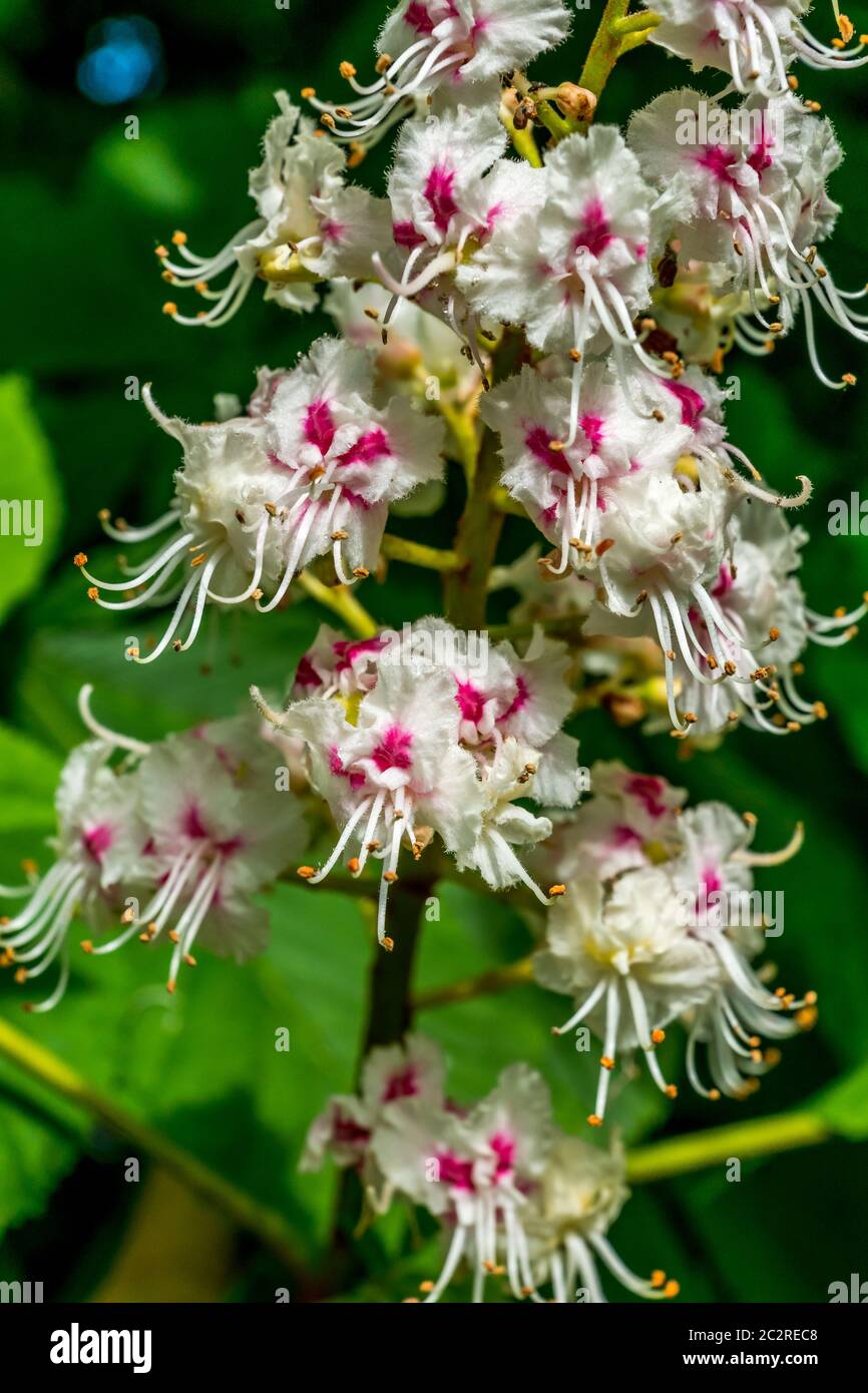 Spring flowers on a Horsechestnut tree Stock Photo - Alamy