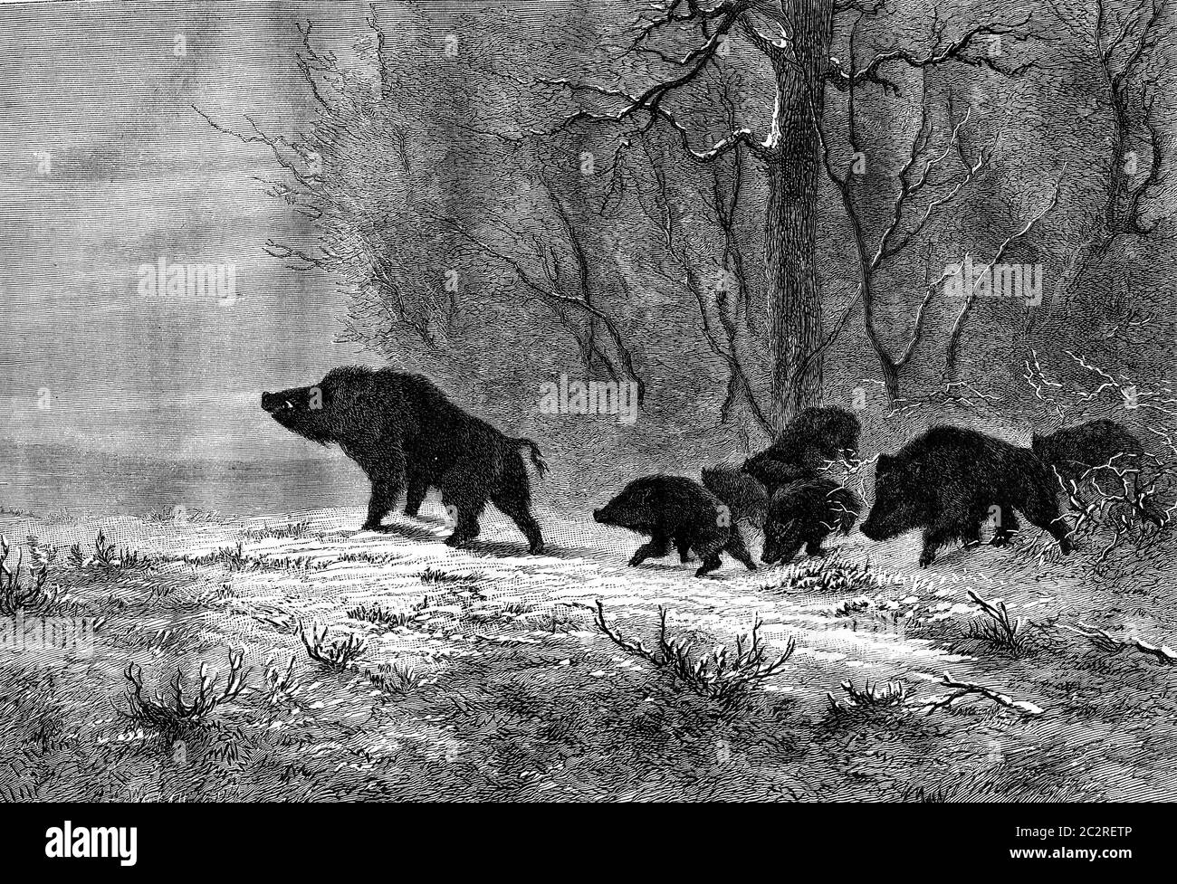 Boars, Plain output, vintage engraved illustration. Magasin Pittoresque ...
