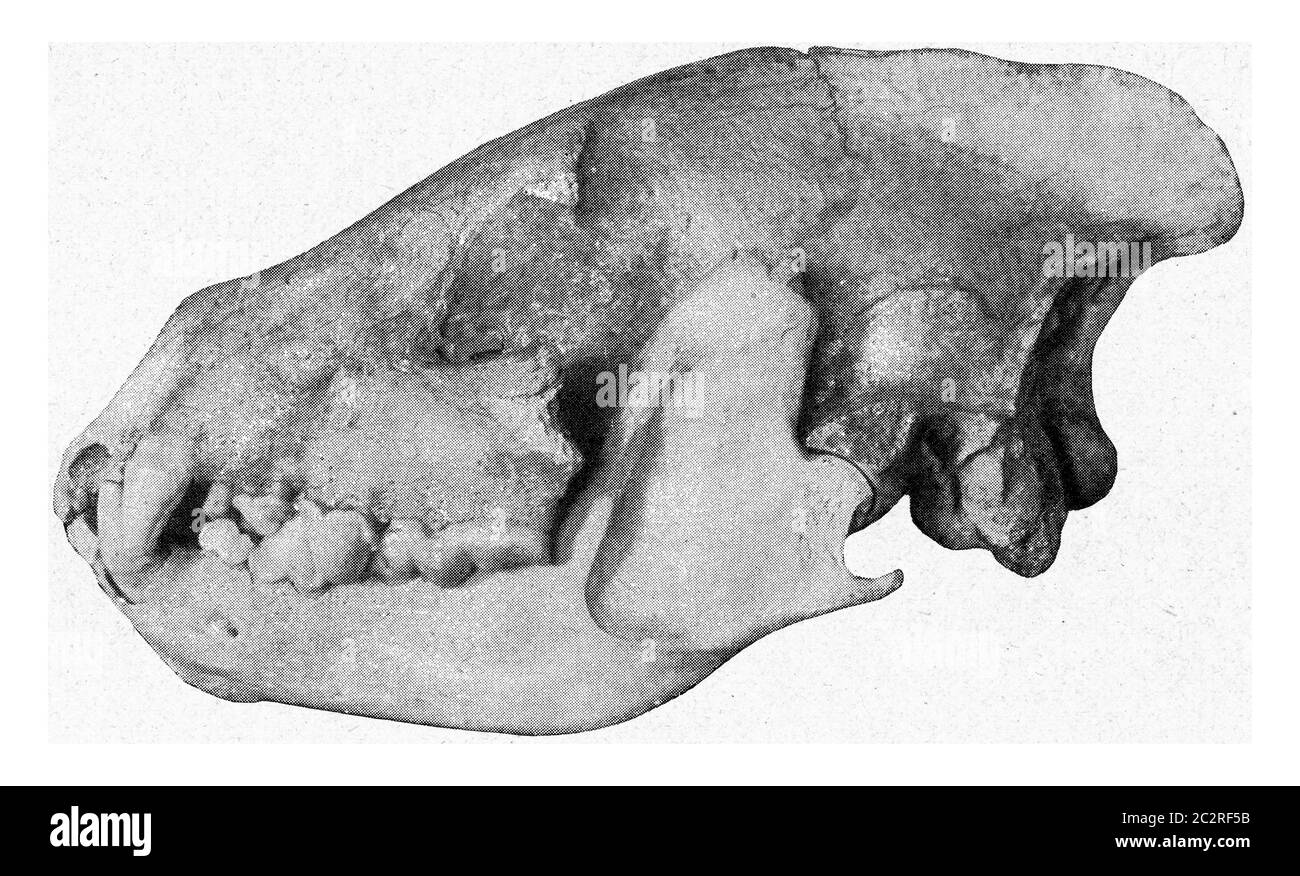 Cave hyena skeleton hi-res stock photography and images - Alamy