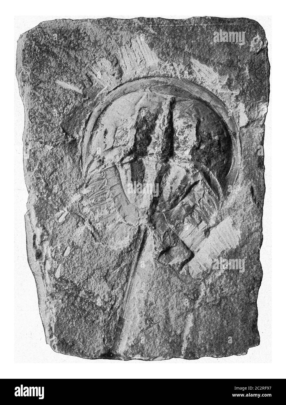 Fossil crayfish tail in the shape of the lithographic Solenhofen sword ...