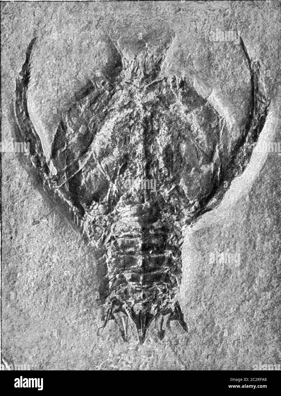 Eryon speciosus, crayfish from Solehofen lithographic schist, vintage ...