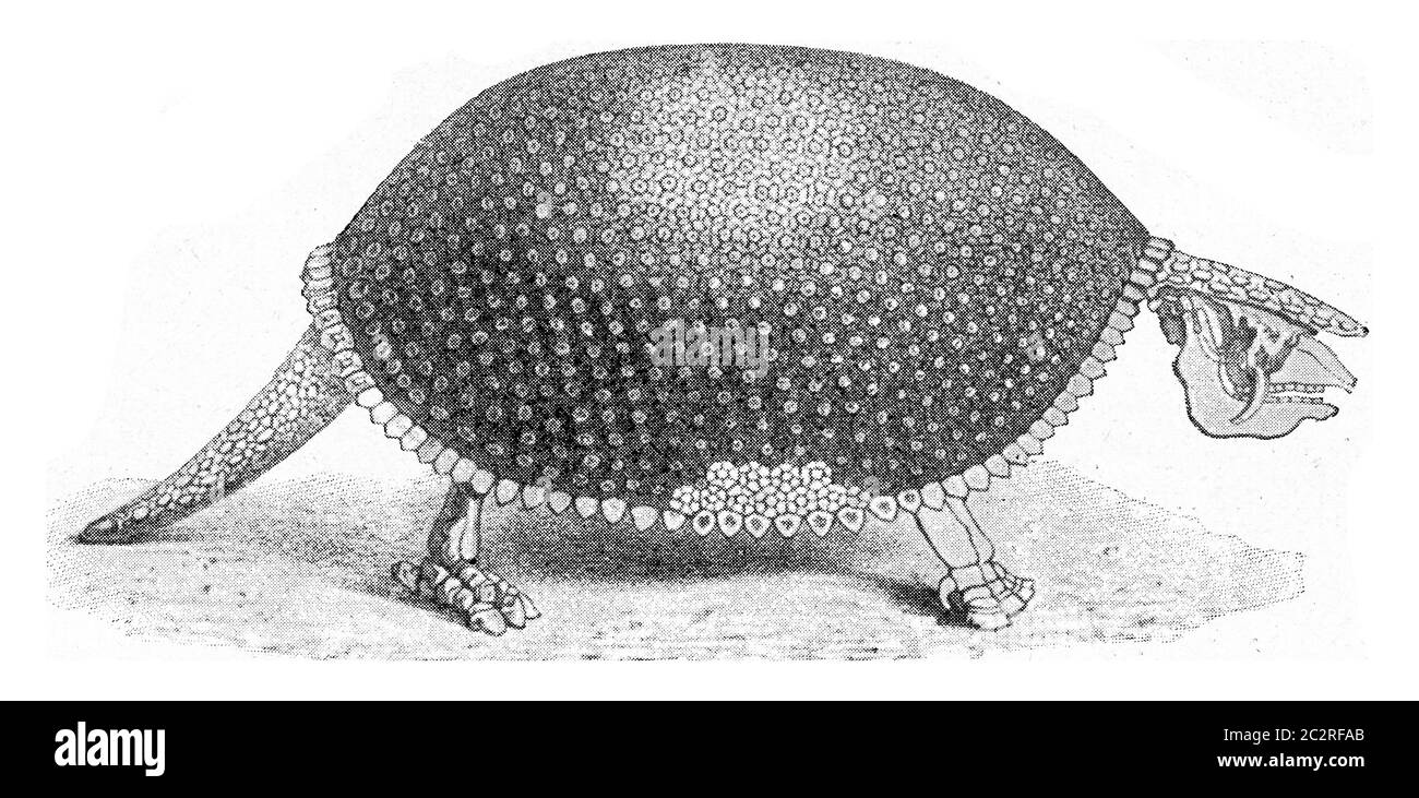 Glyptodon hi-res stock photography and images - Alamy