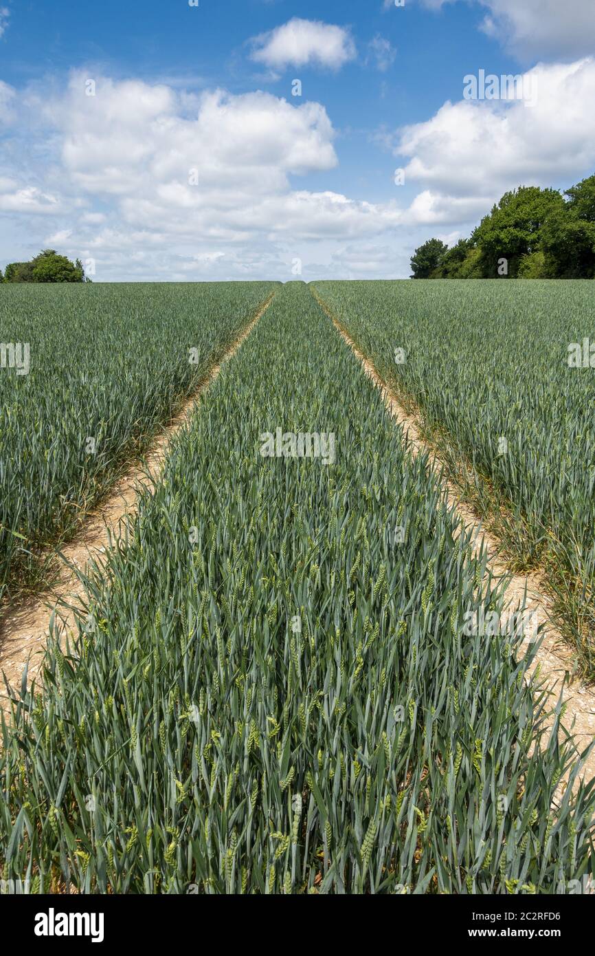 Straight tracks going through wheat field in the English countryside ...