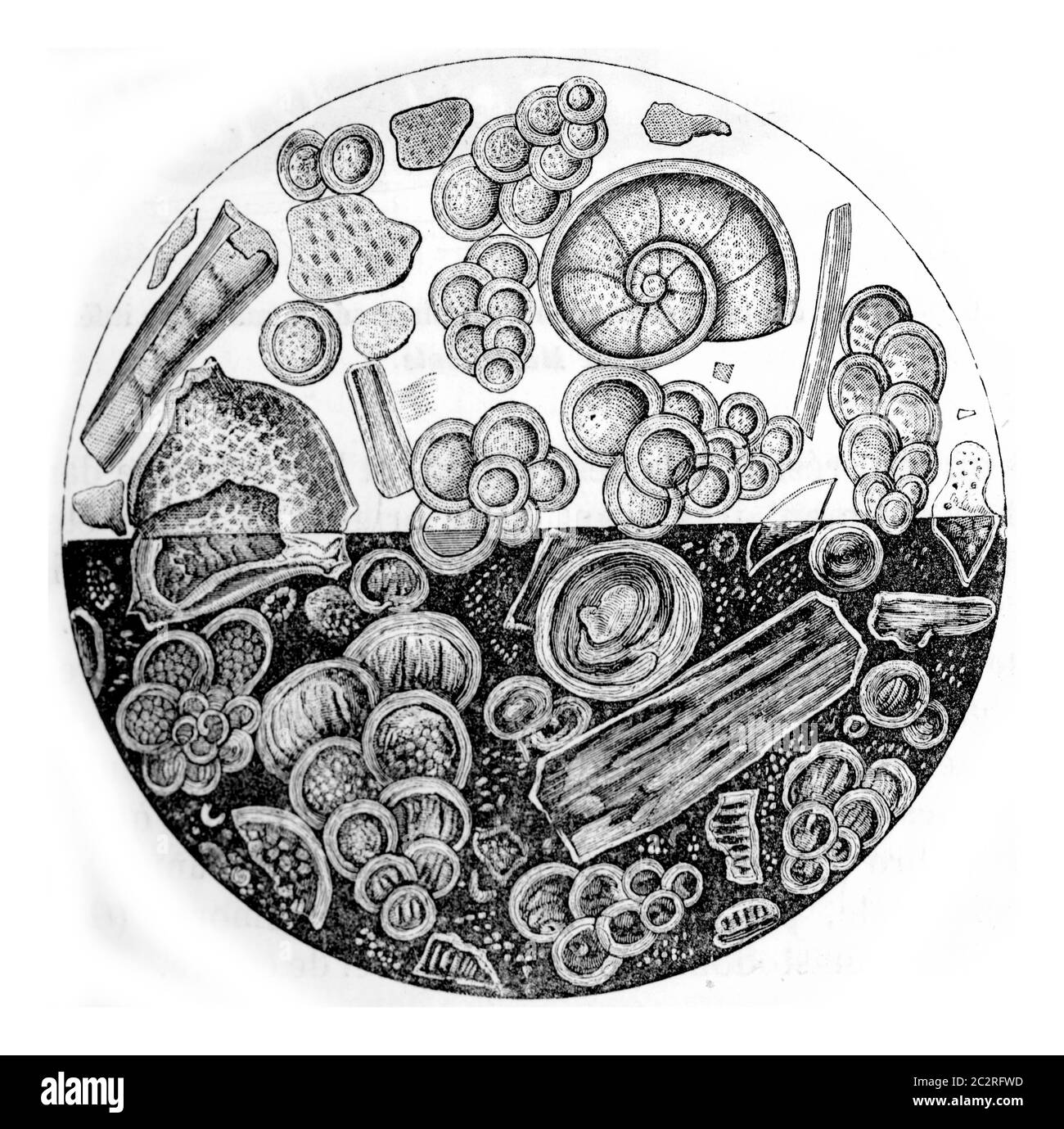 Foraminifera High Resolution Stock Photography and Images - Alamy