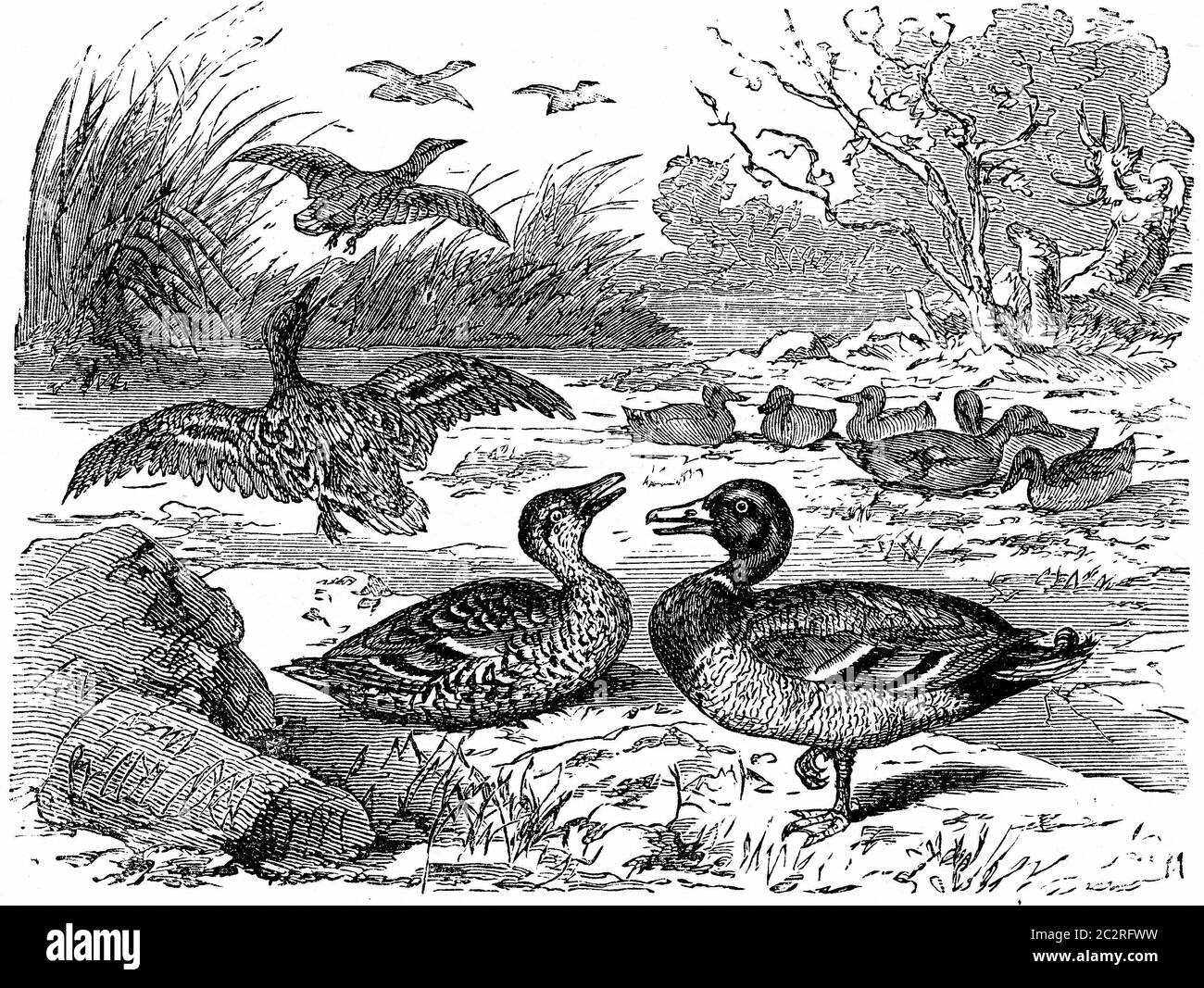 Wild ducks, vintage engraved illustration. From La Vie dans la nature ...