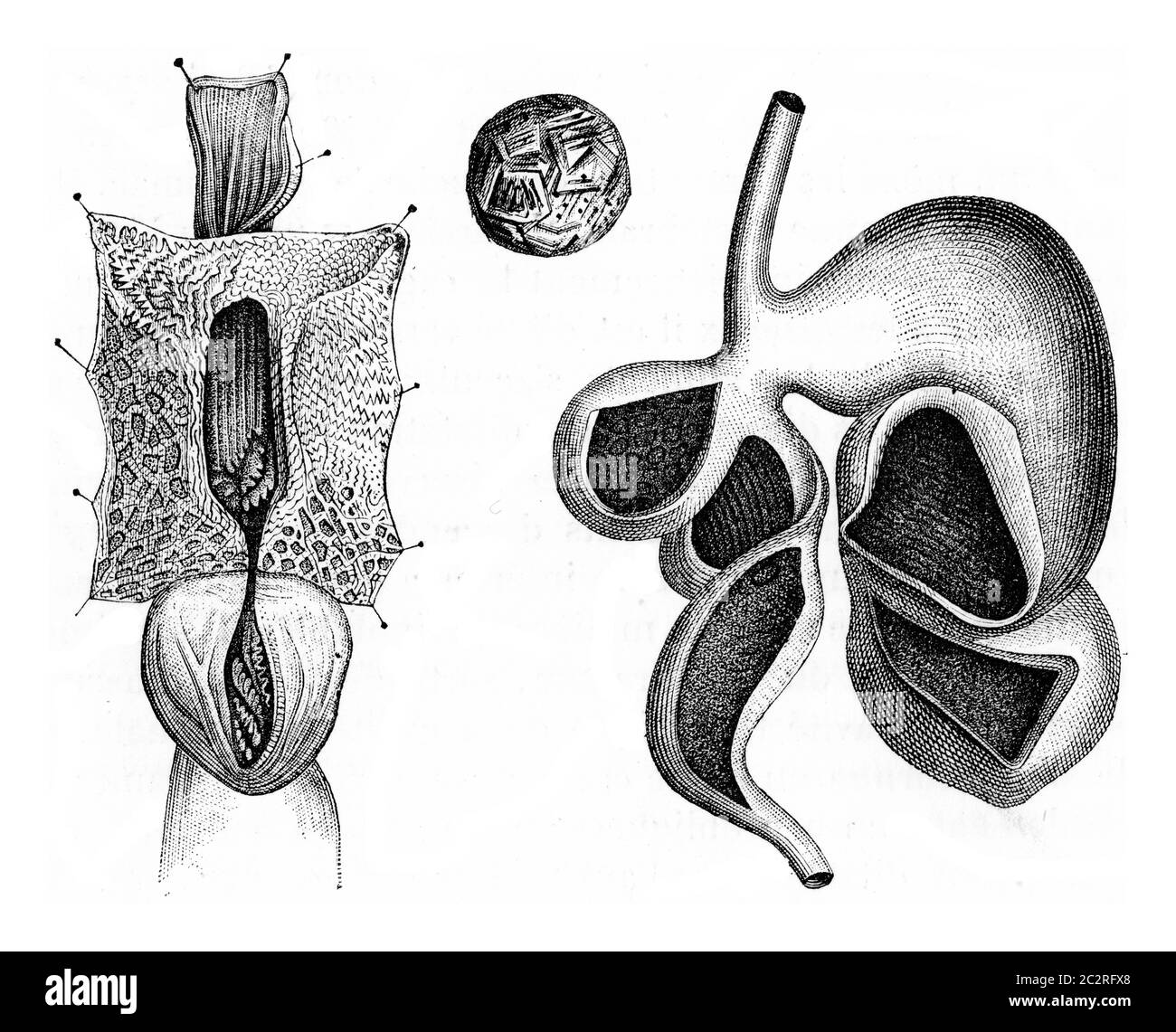 Sheep intestine hi-res stock photography and images - Alamy