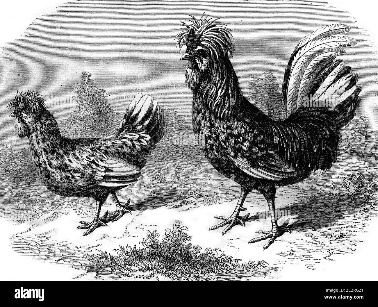 Chicken breed Black and White Stock Photos & Images - Alamy