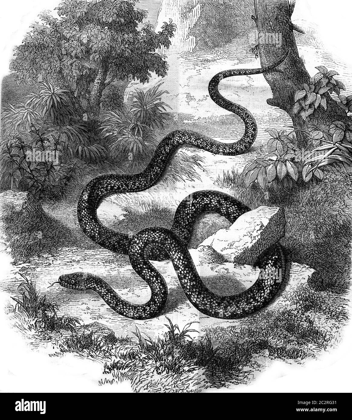 Vintage Snake Illustration High Resolution Stock Photography and Images ...