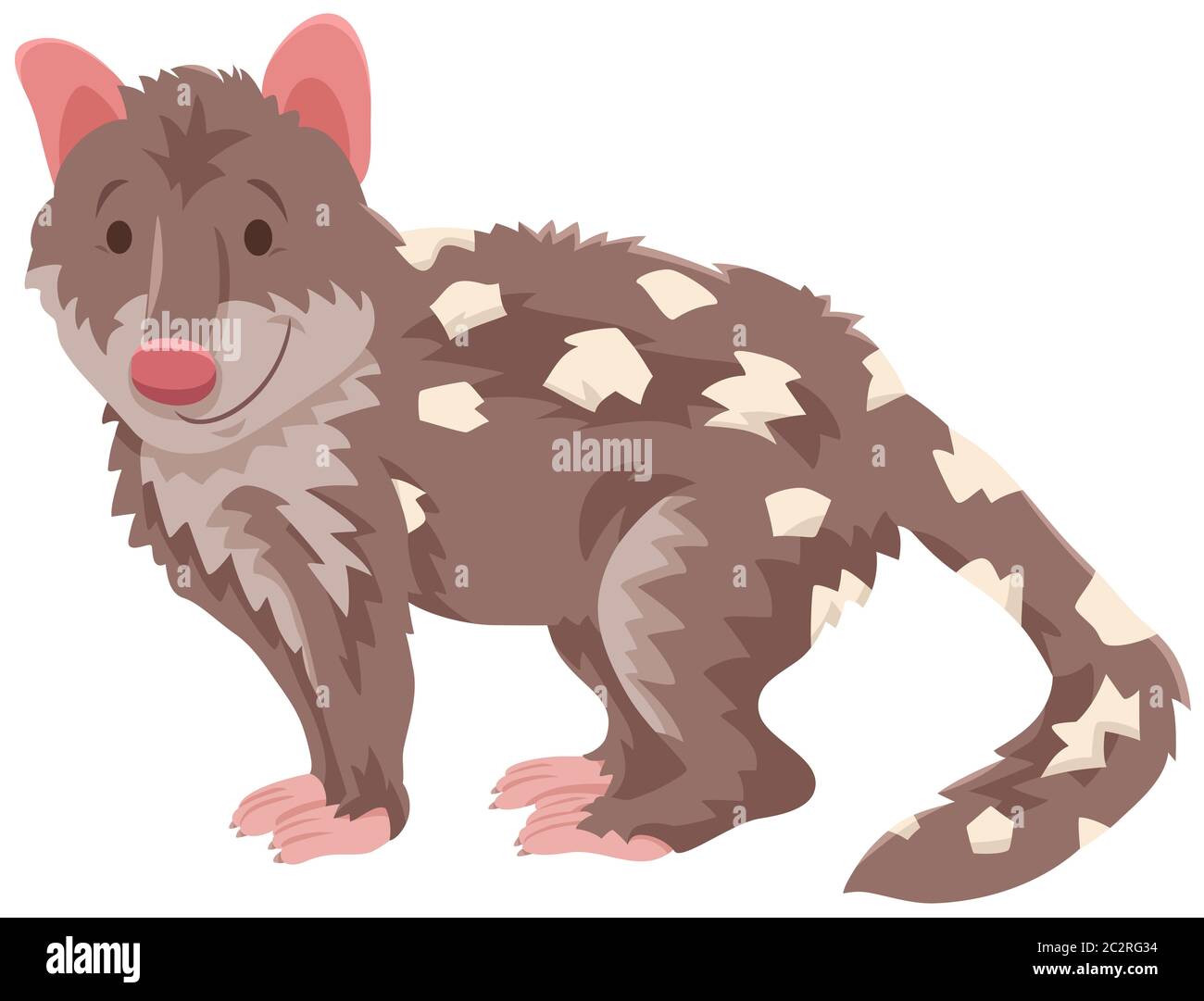 Spotted tail quoll hi-res stock photography and images - Alamy