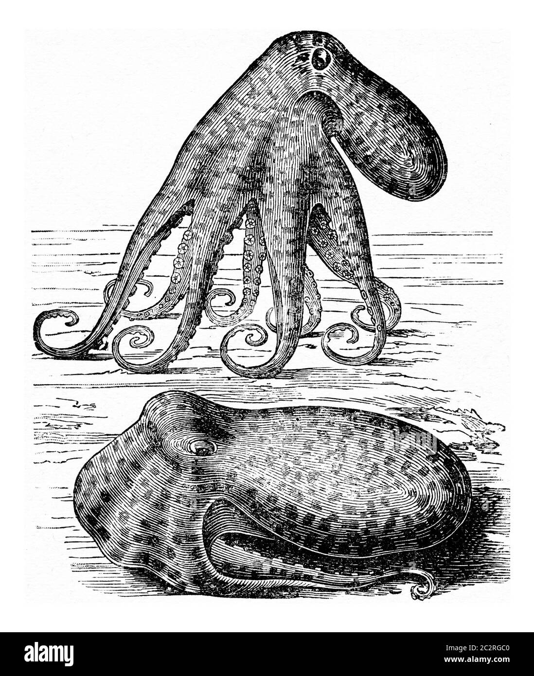 Octopus (Octopus vulgaris), vintage engraved illustration. La Vie dans ...