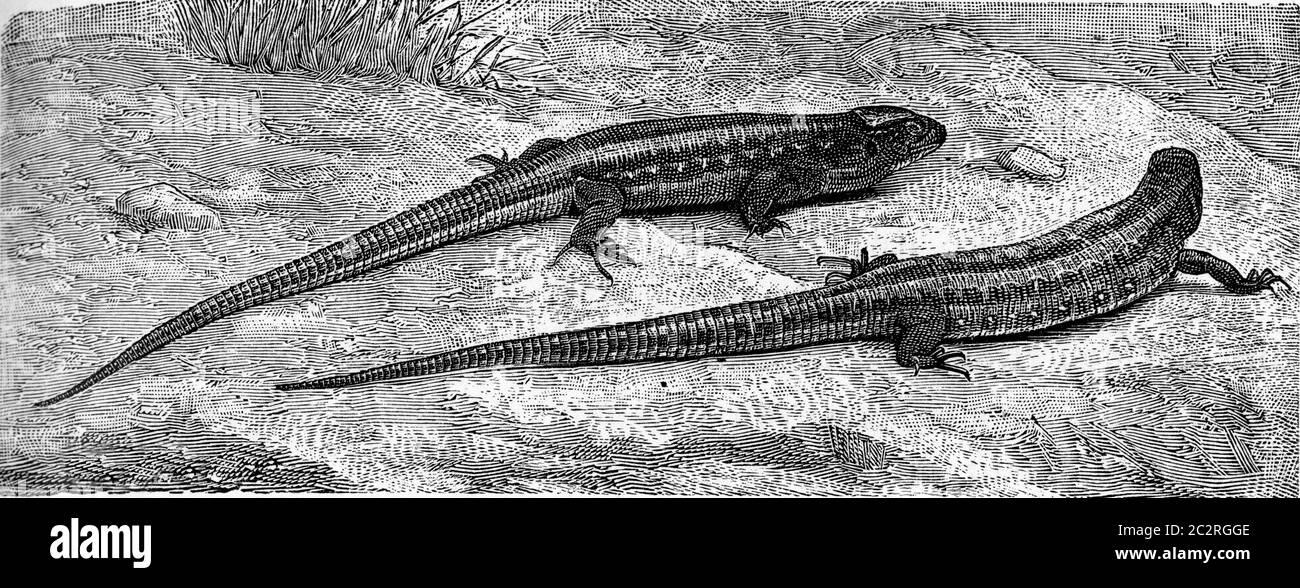 The common lizard, vintage engraved illustration. From Deutch Vogel ...