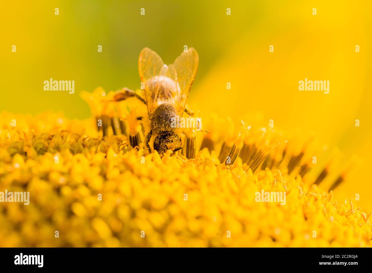 Animal is sitting collecting in sunny summer sunflower. Important for ...