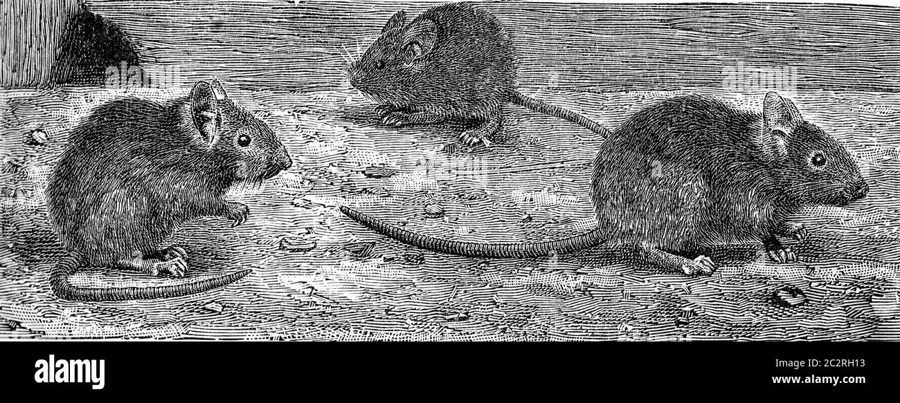 House mouse mus musculus illustration hi-res stock photography and ...