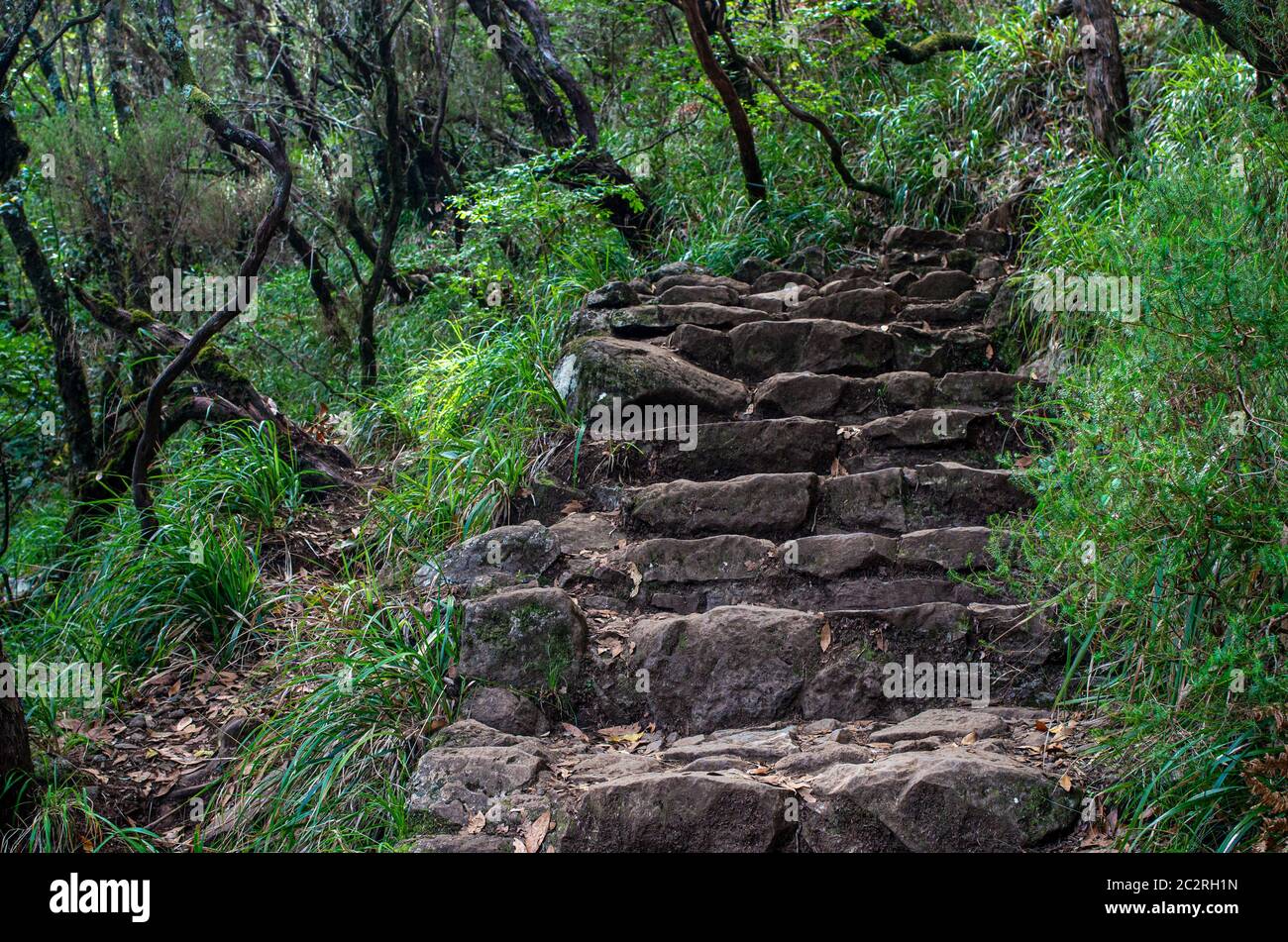 Hiking path in nature Stock Photo - Alamy