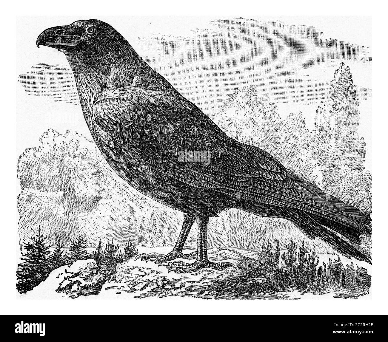 The raven, vintage engraved illustration. From Deutch Vogel Teaching in ...