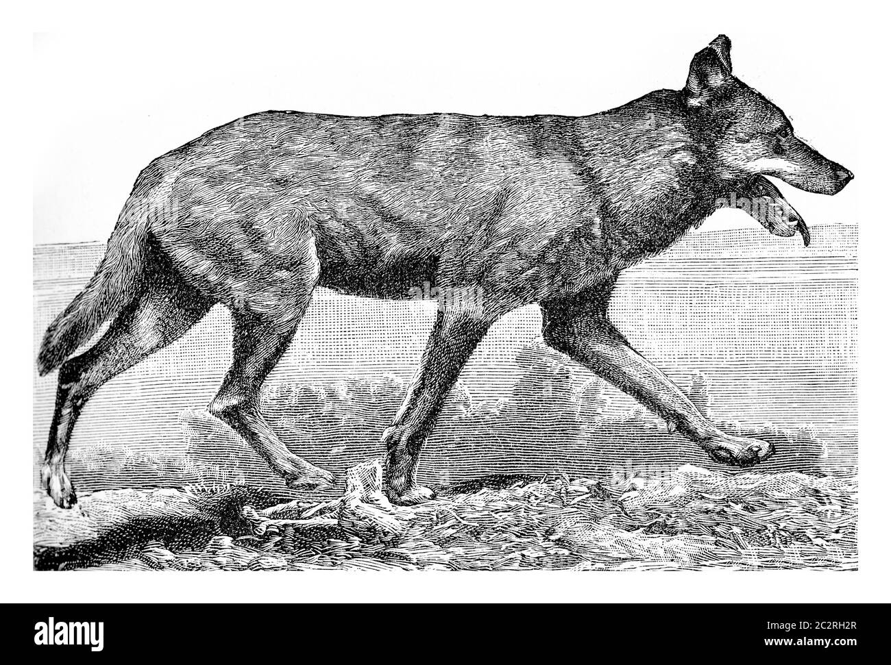 Extant gray wolf Black and White Stock Photos & Images - Alamy