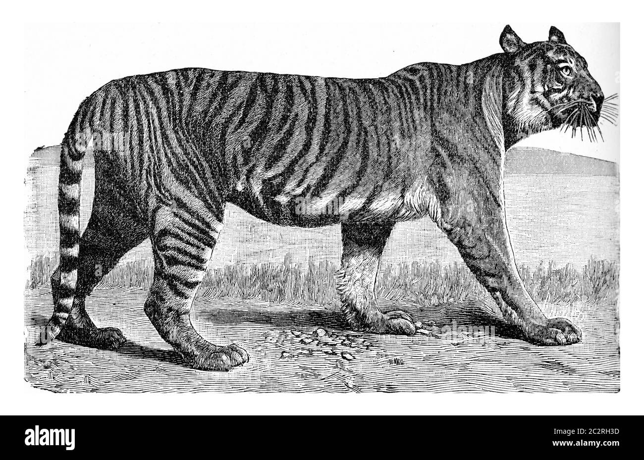The Tiger, vintage engraved illustration. From Deutch Vogel Teaching in ...