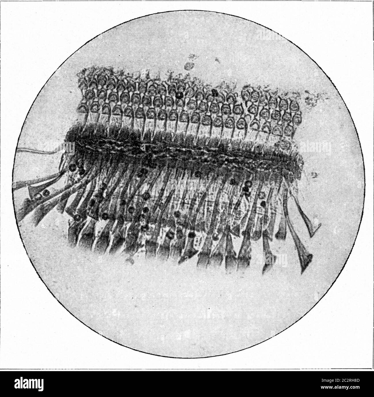 The organ of Corti in the human ear, vintage engraved illustration ...