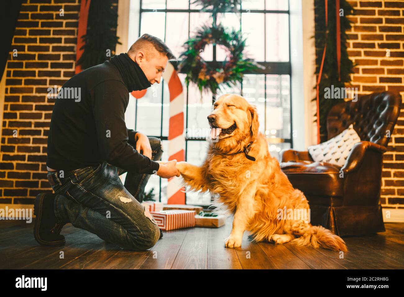 Friendship of man and dog. Pet golden retriever breed labrador shaggy ...