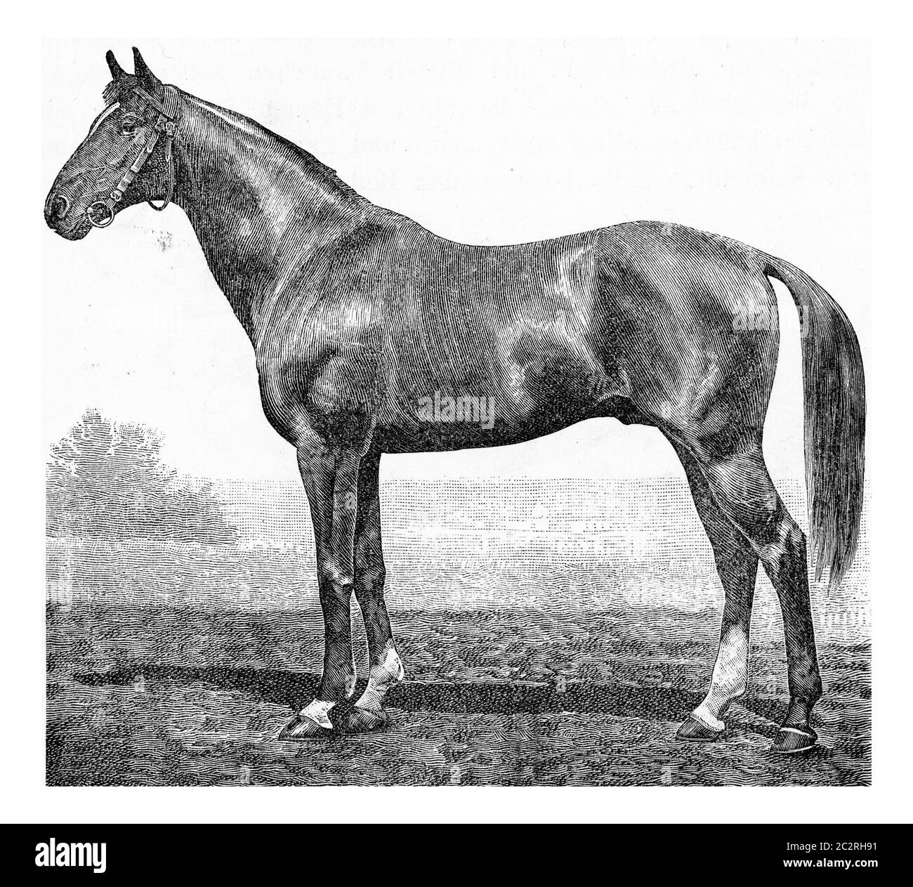 The horse Equus caballus, vintage engraved illustration. From Deutch ...