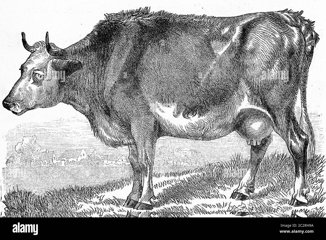 Species bos taurus hi-res stock photography and images - Alamy