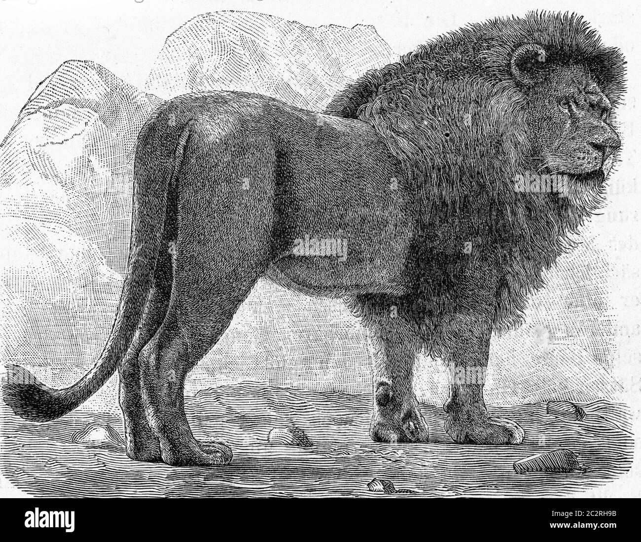 Panthera Leo Atrox