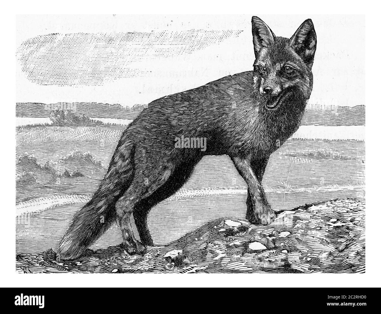 The Fox, Canis vulpes, vintage engraved illustration. From Deutch Vogel ...