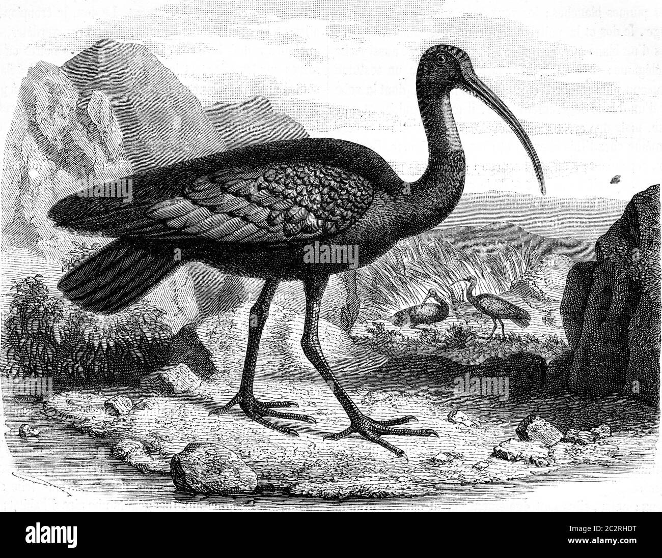 The giant ibis, discovered in 1876 on the banks of Mekong (Cambodia ...