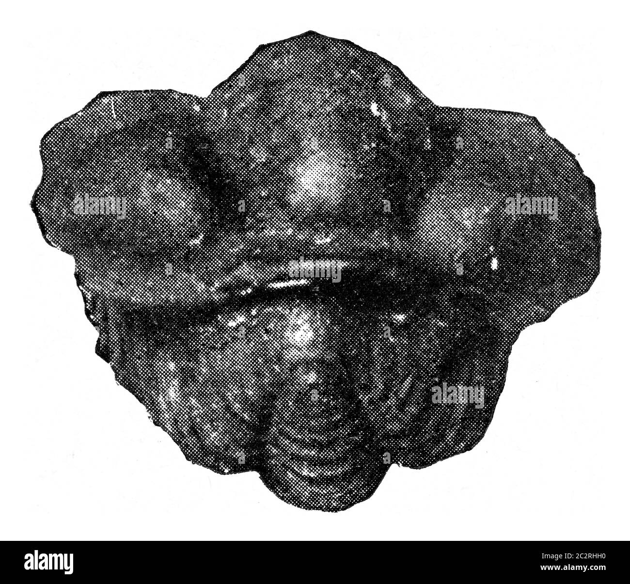 Trilobites High Resolution Stock Photography and Images - Alamy